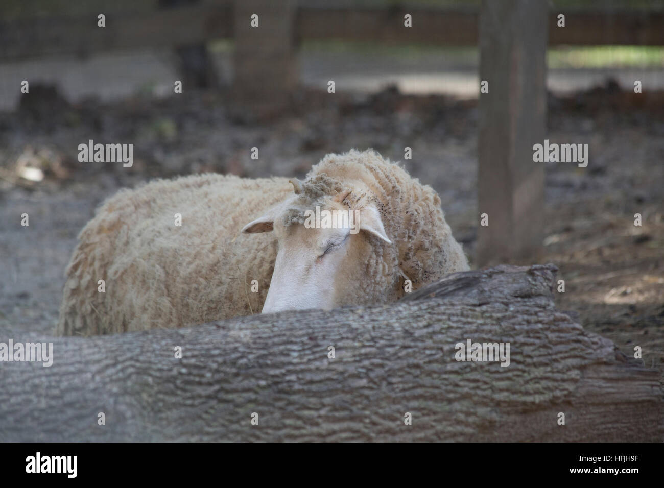Sheep hiding behind a log Stock Photo - Alamy