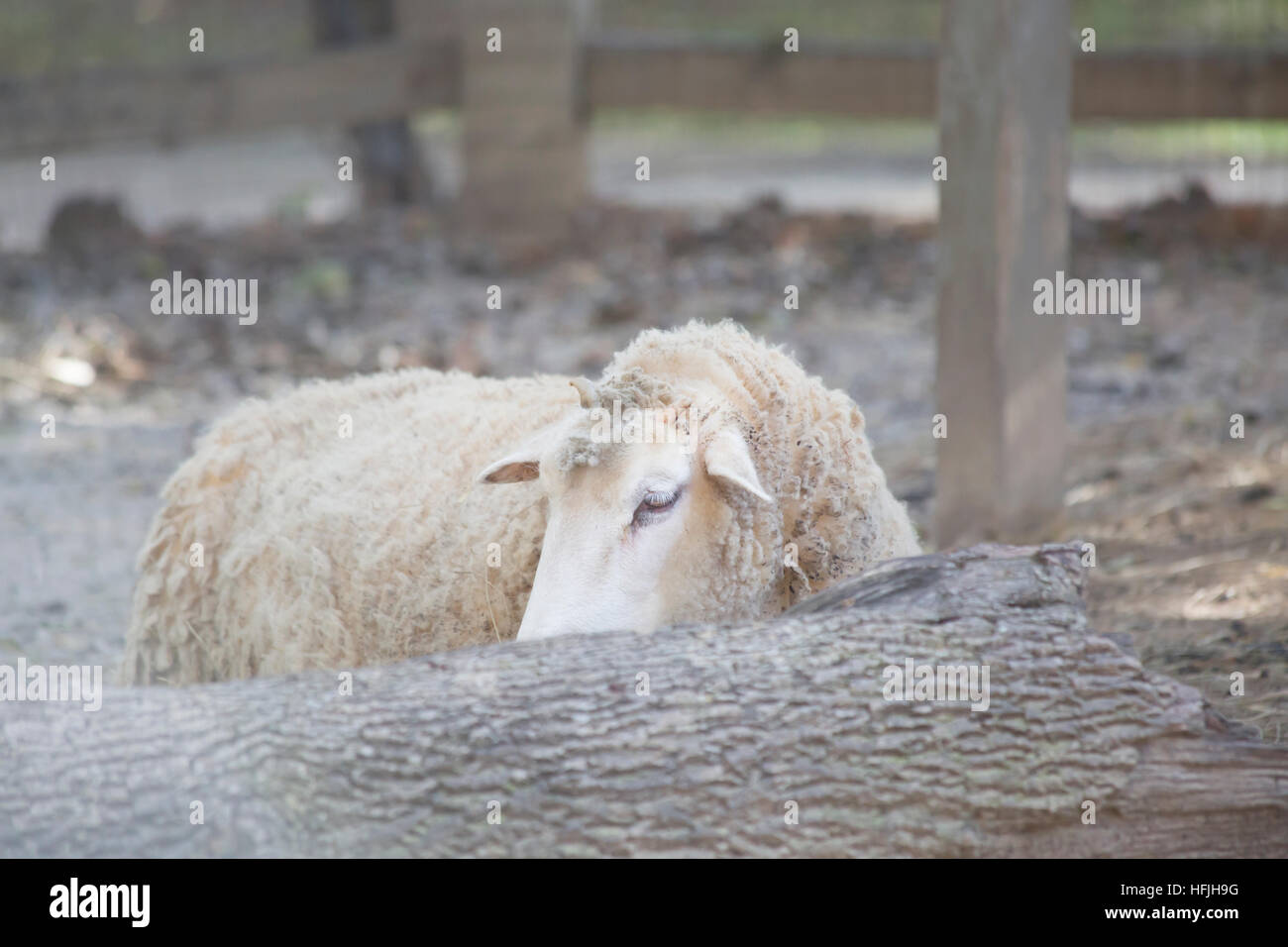 Sheep hiding behind a log Stock Photo - Alamy