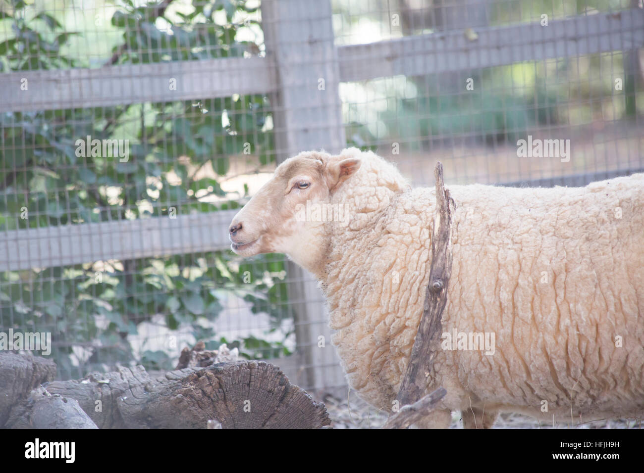 Sheep in a pen Stock Photo - Alamy