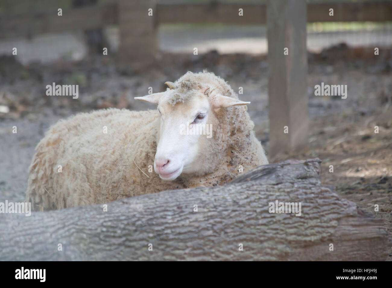 Sheep hiding behind a log Stock Photo - Alamy