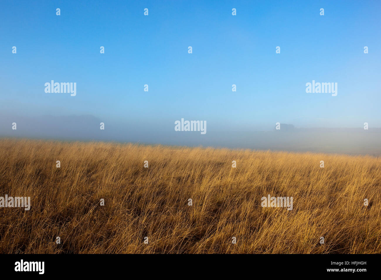 Grasses fields hi-res stock photography and images - Alamy