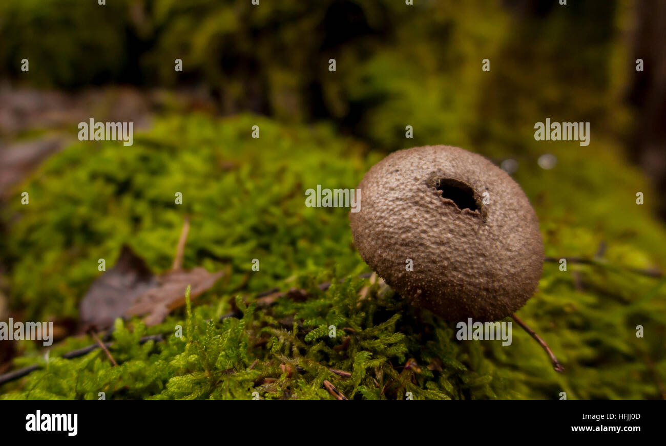 Fuzz High Resolution Stock Photography and Images - Alamy