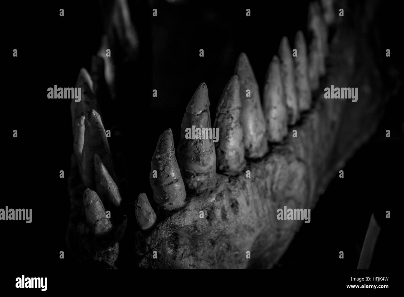 Dinosaur bones with sharp textures and tusks Stock Photo - Alamy