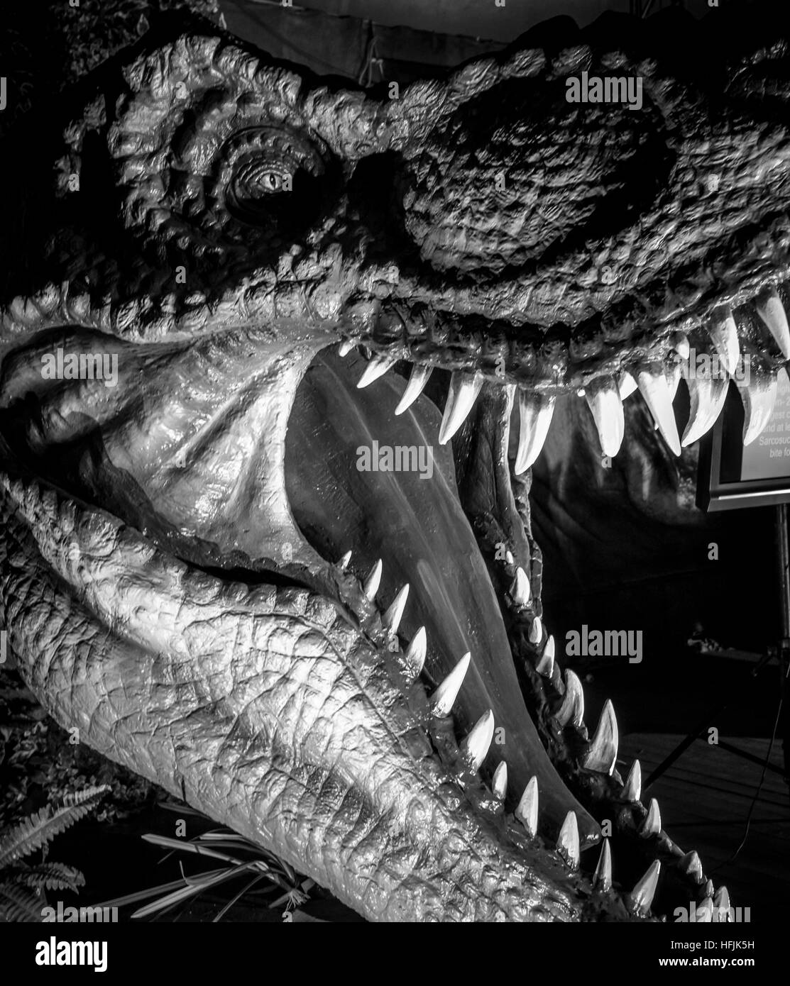 Tyrannosaurus rex, strong jaw full of sharp and dangerous teeth ...
