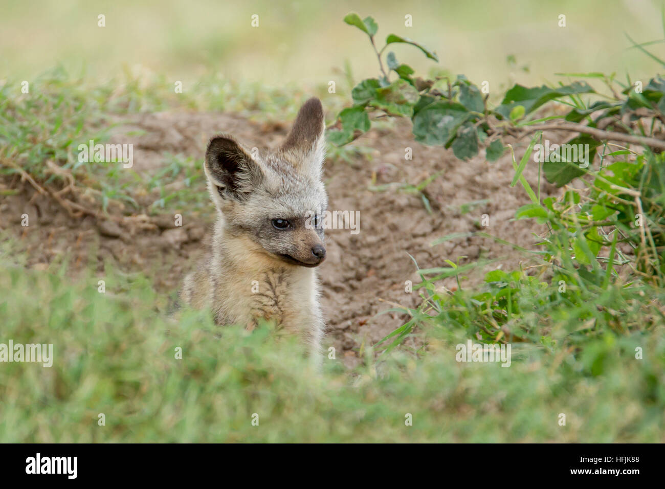 Bat eared fox pups hi-res stock photography and images - Alamy