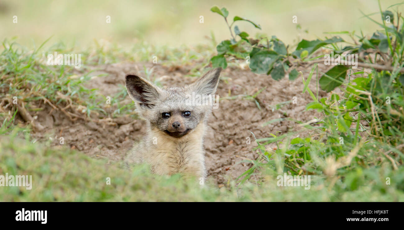One Bat-eared fox pup at the den entrance, alert and looking, Mara ...