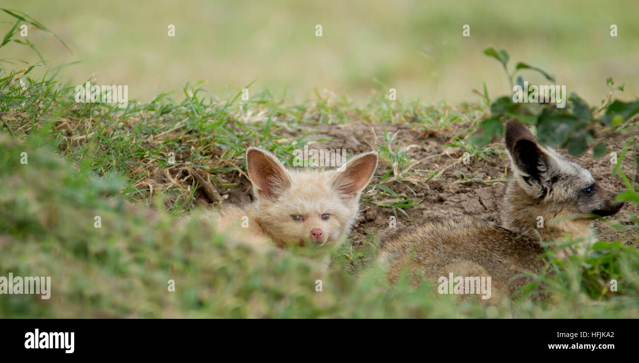 Two Bat-eared fox pups at the den entrance, one an albino, Mara ...