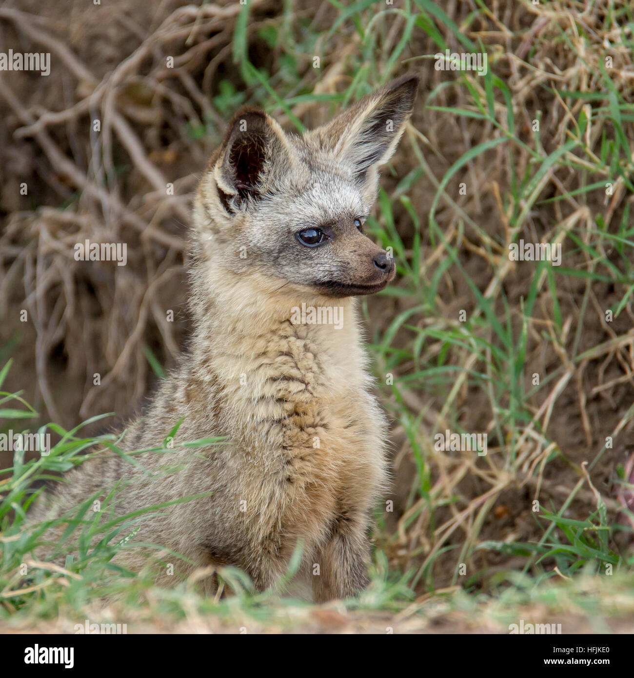 One Bat-eared fox pup at the den entrance, alert and looking, Mara ...