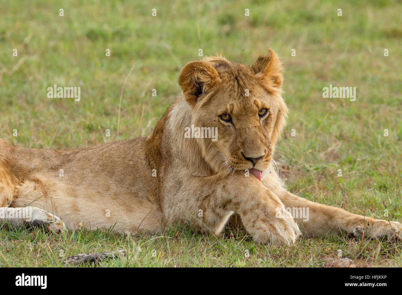 young male lion looking forward, thinking, Mara Naboisho Conservancy ...