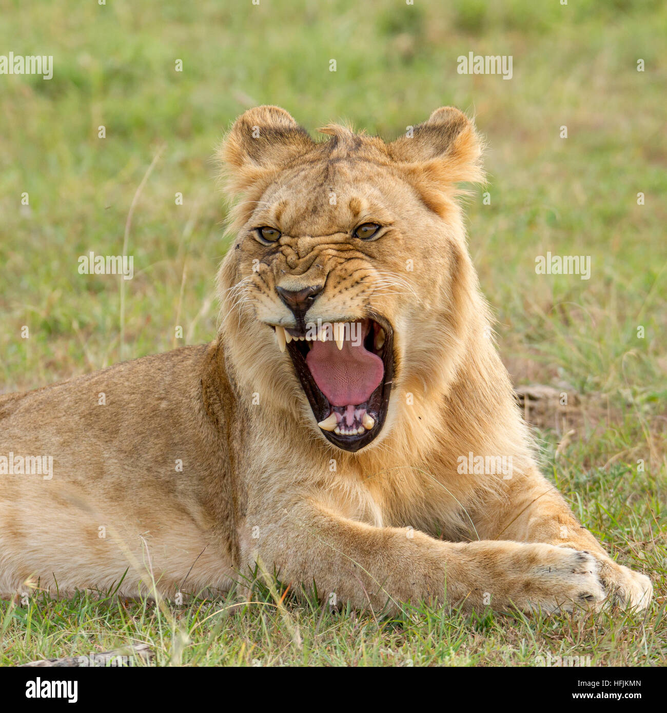 young male lion snarling, closer, Mara Naboisho Conservancy Kenya ...