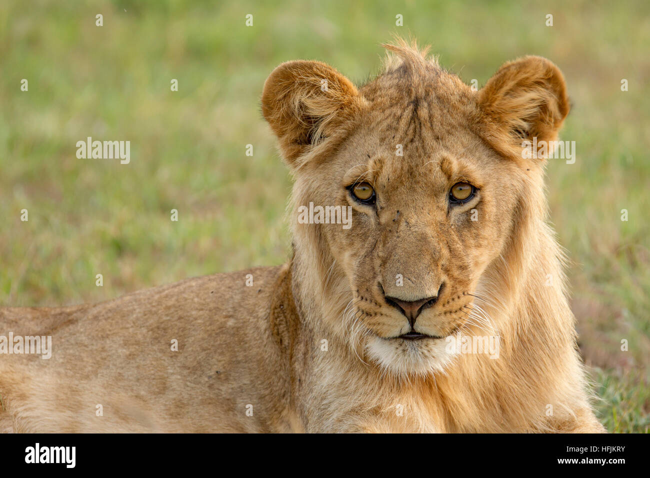 young male lion looking straight at camera, Mara Naboisho Conservancy ...