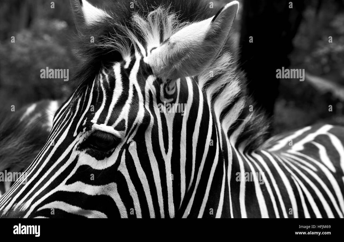 White stripes texture hi-res stock photography and images - Alamy