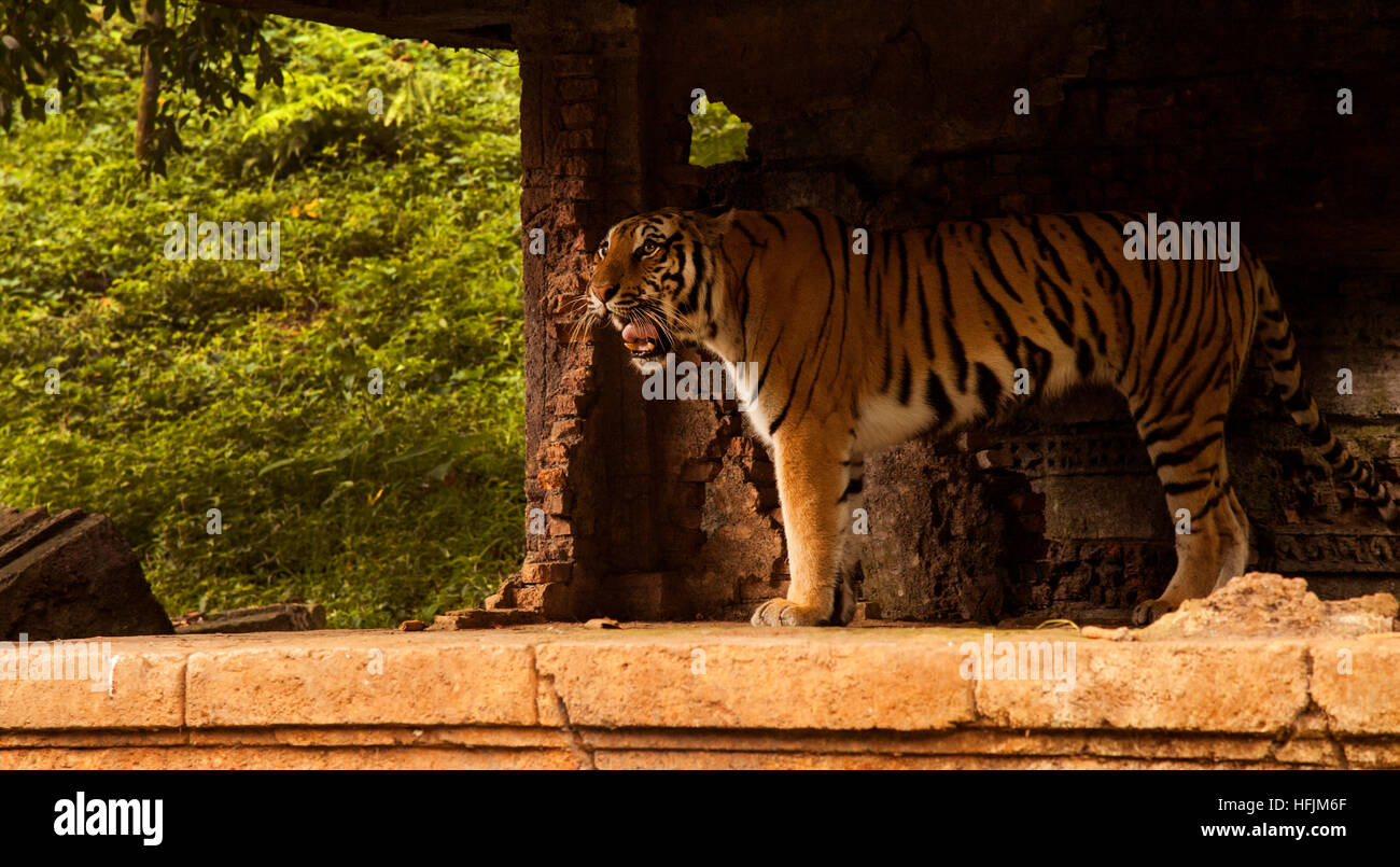 Tiger roar hi-res stock photography and images - Alamy
