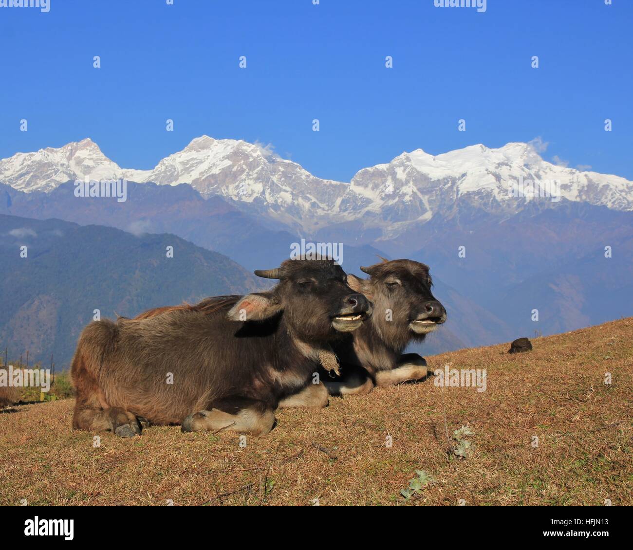 Scene in Ghale Gaun, Nepal. Buffalo babies look like chatting Stock ...