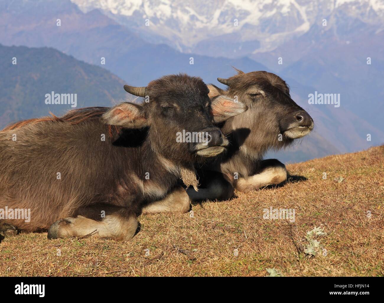 Two buffalo babies resting on a hill top in Nepal Stock Photo - Alamy