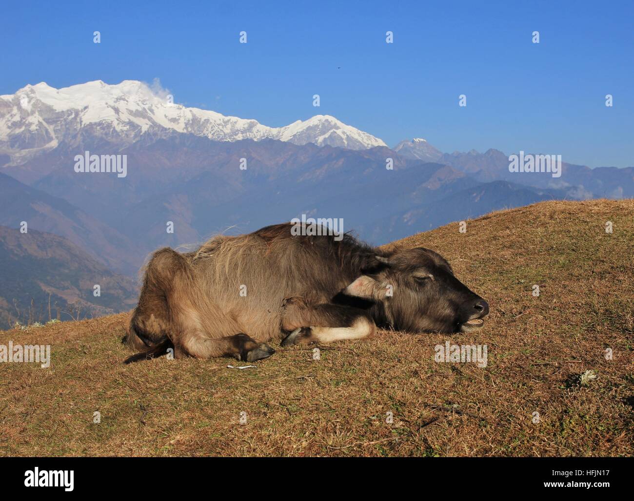 Sleeping buffalo hi-res stock photography and images - Alamy