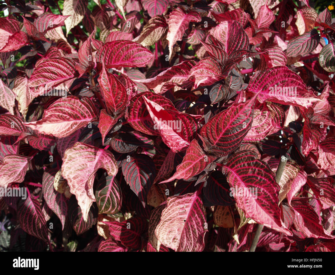 Family leaves their but to tend hi-res stock photography and images - Alamy