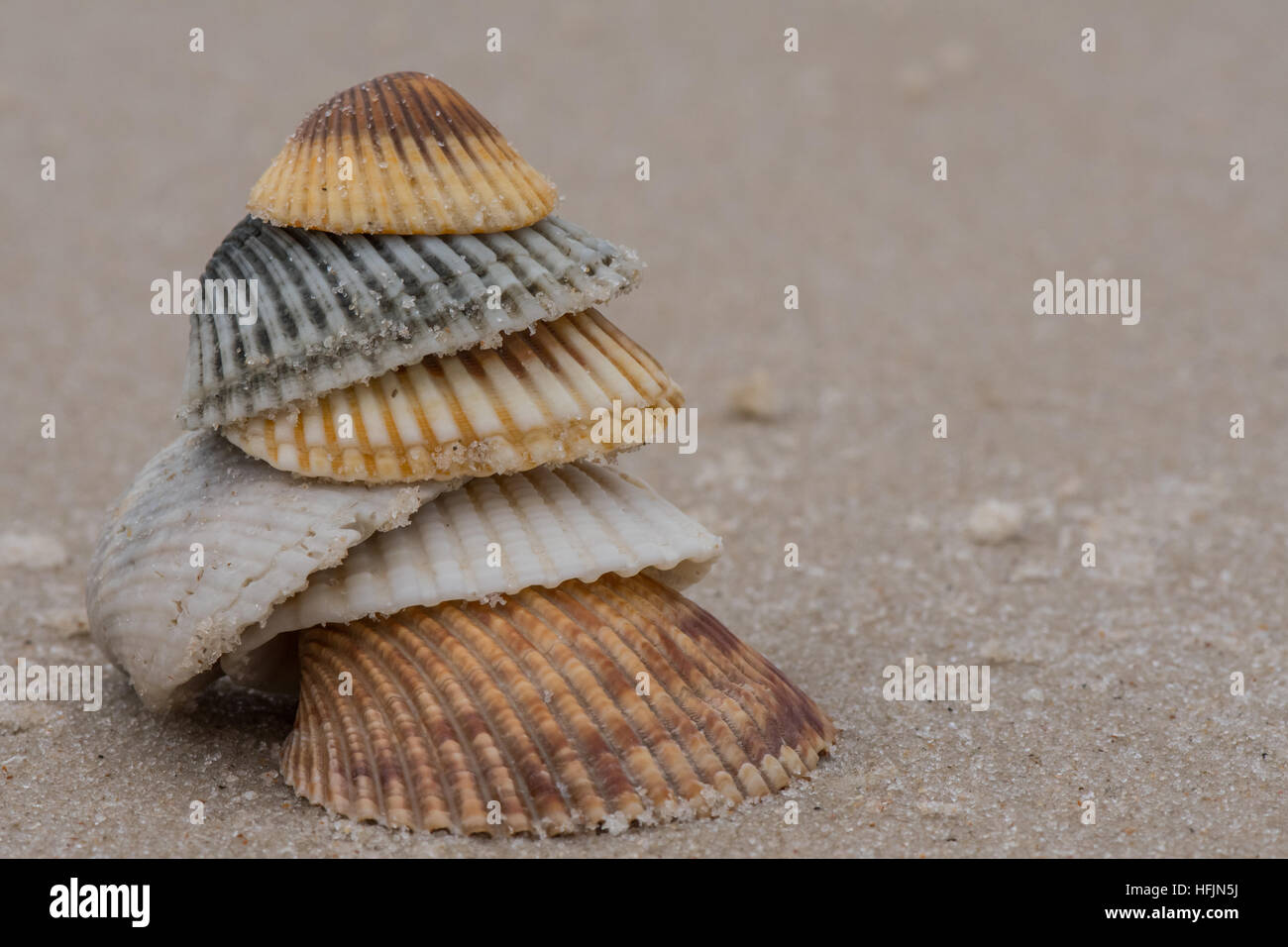 Stacked Shells on Beach with Copy Space to Right Stock Photo - Alamy