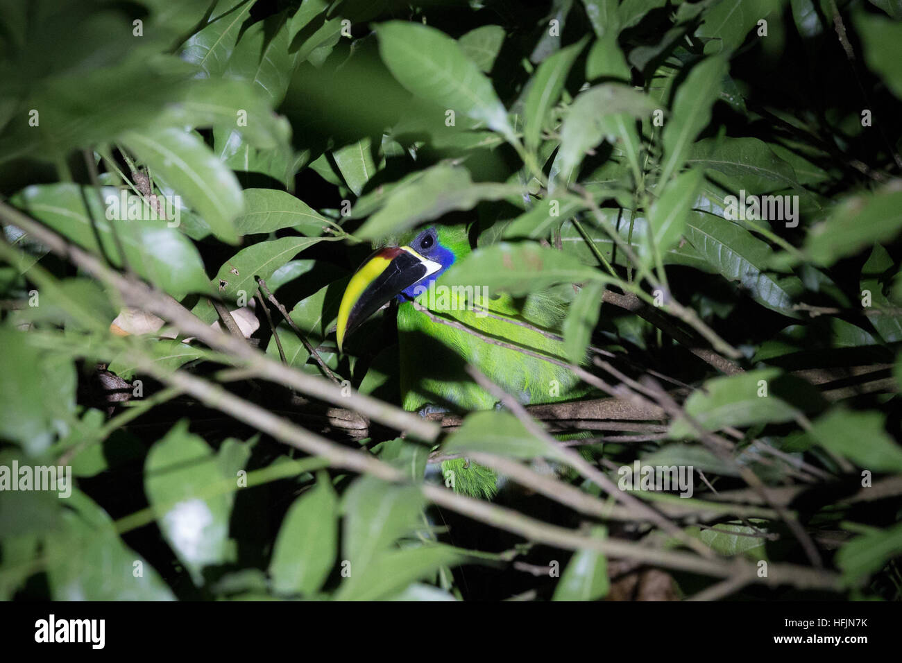 Toucan trying to sleep in branch night tour in forest at Monteverde ...