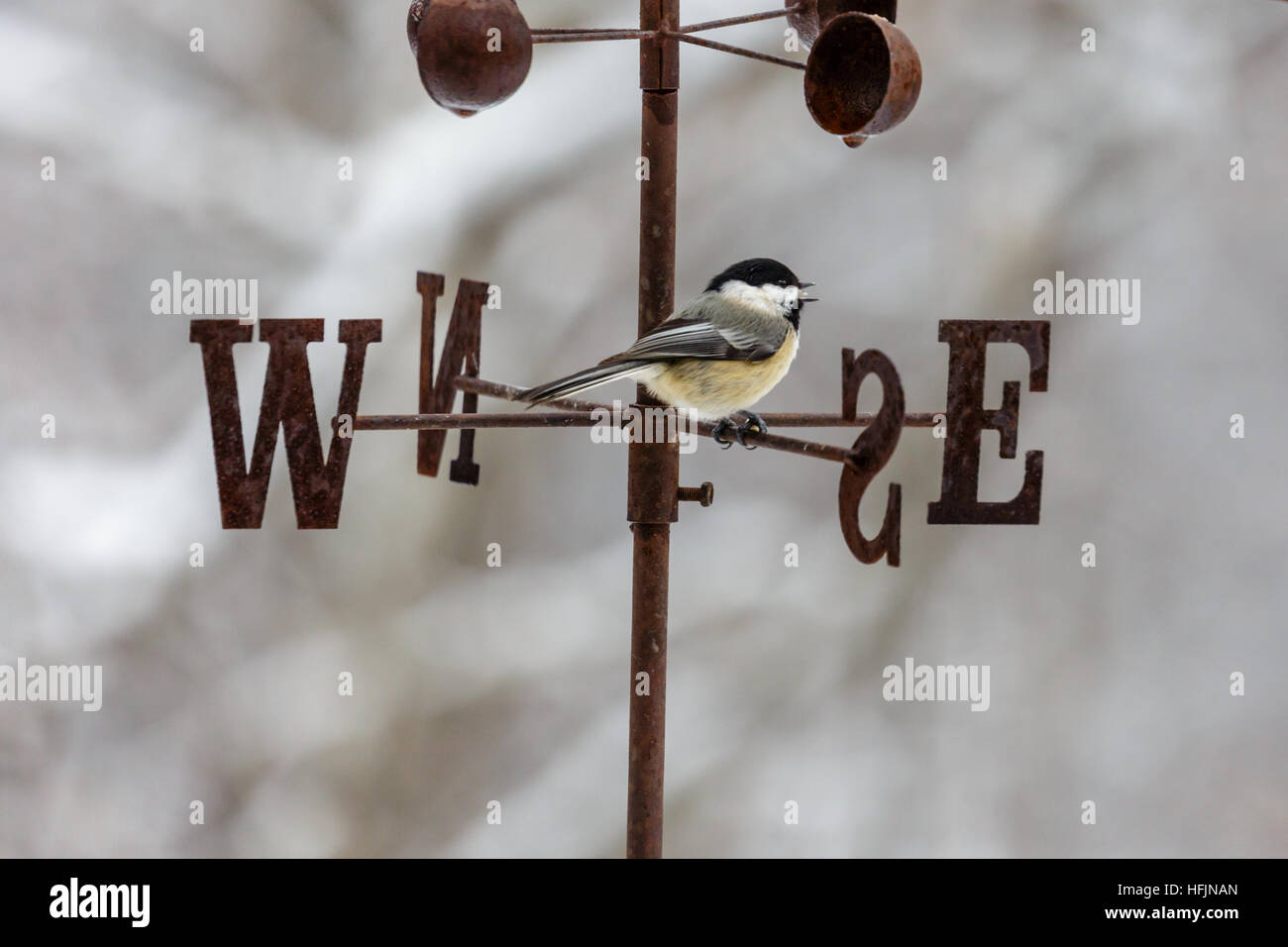Chickadee on a weather vane talking about what direction Stock Photo ...