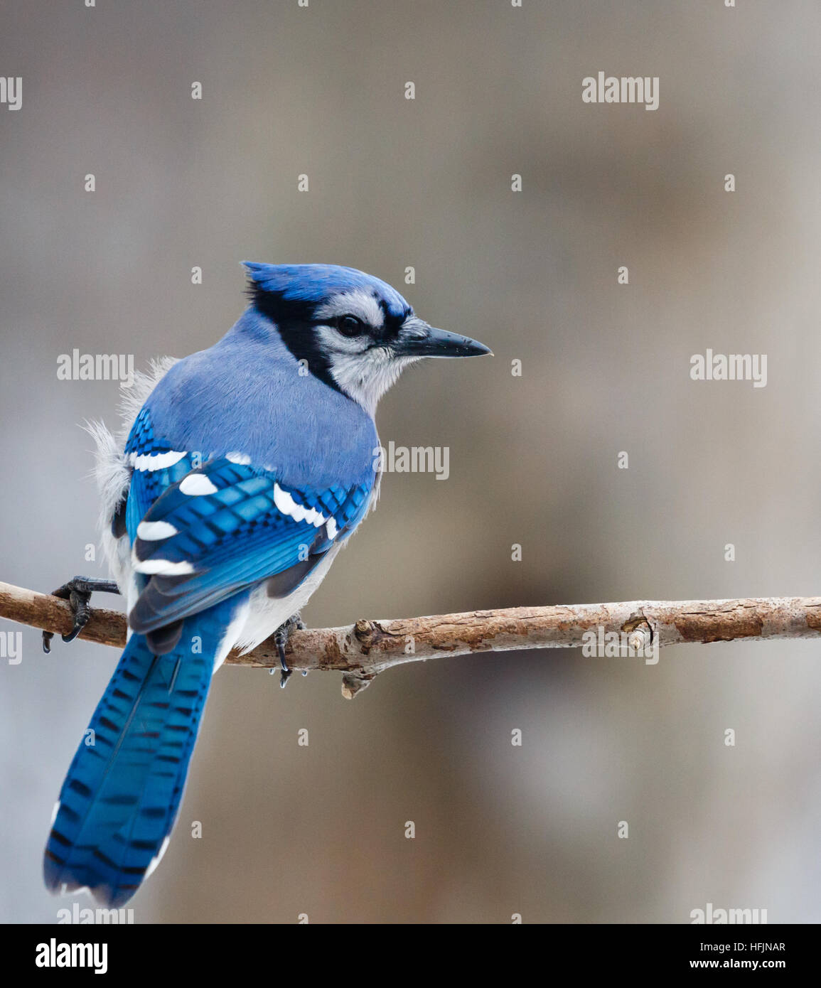 Blue Jay on a branch with a small breeze Stock Photo - Alamy