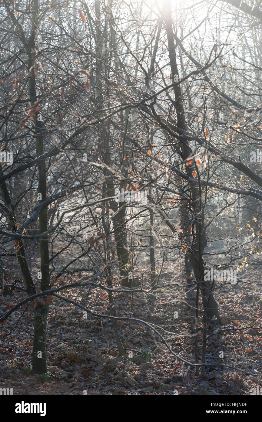 Frosty scenes in a London park Stock Photo - Alamy