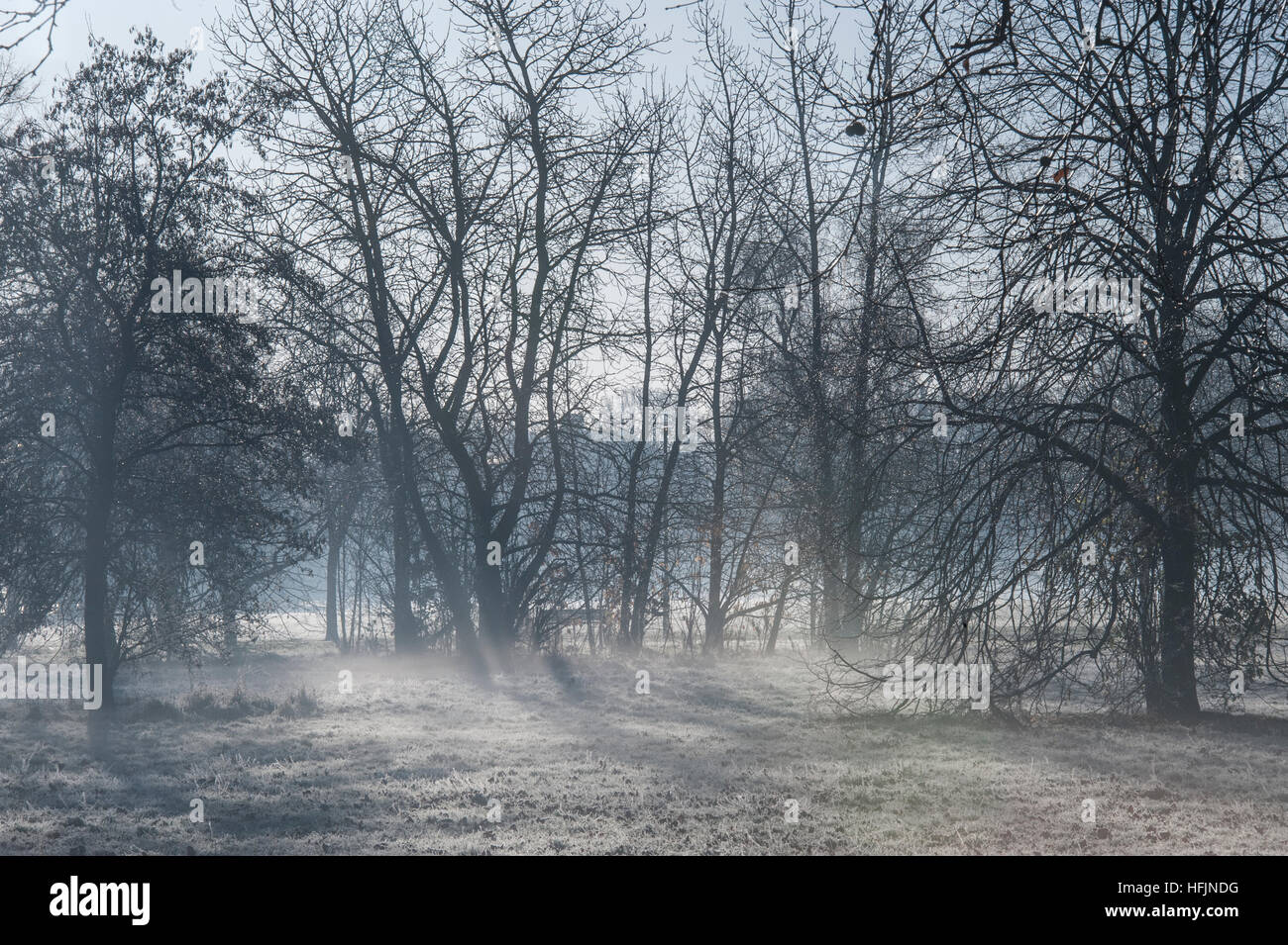 Frosty scenes in a London park Stock Photo - Alamy