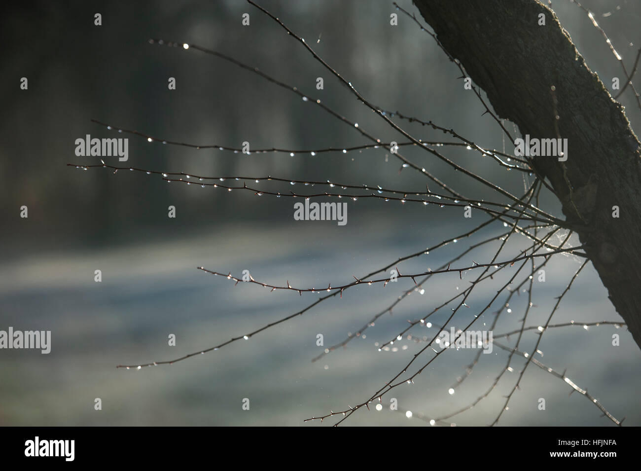 Water droplets lit hi-res stock photography and images - Alamy