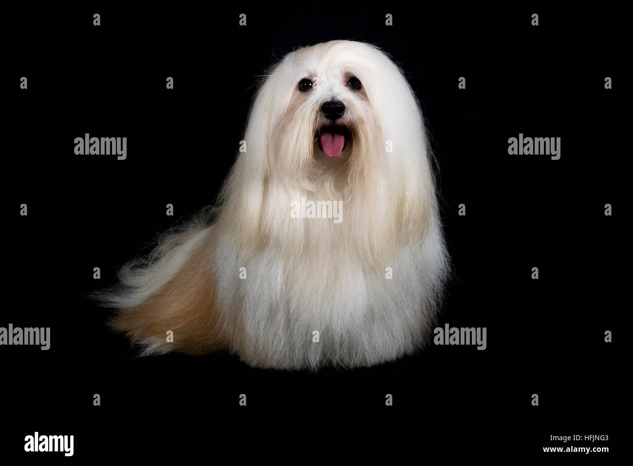 Formal portraits of a Havanese dog, the national dog of Cuba Stock ...