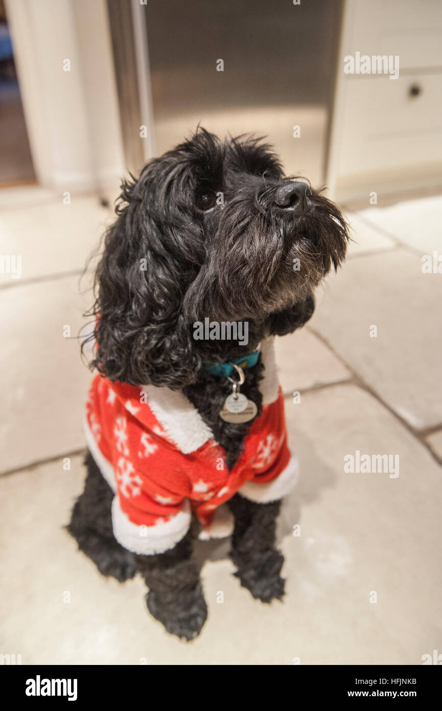 Cockapoo christmas hi-res stock photography and images - Alamy