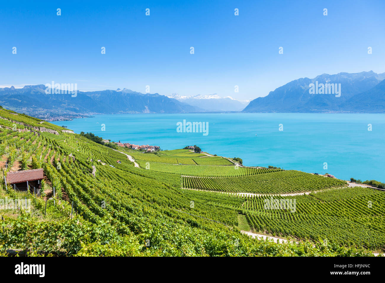 Vineyards in Lavaux region - Terrasses de Lavaux terraces, Switzerland ...