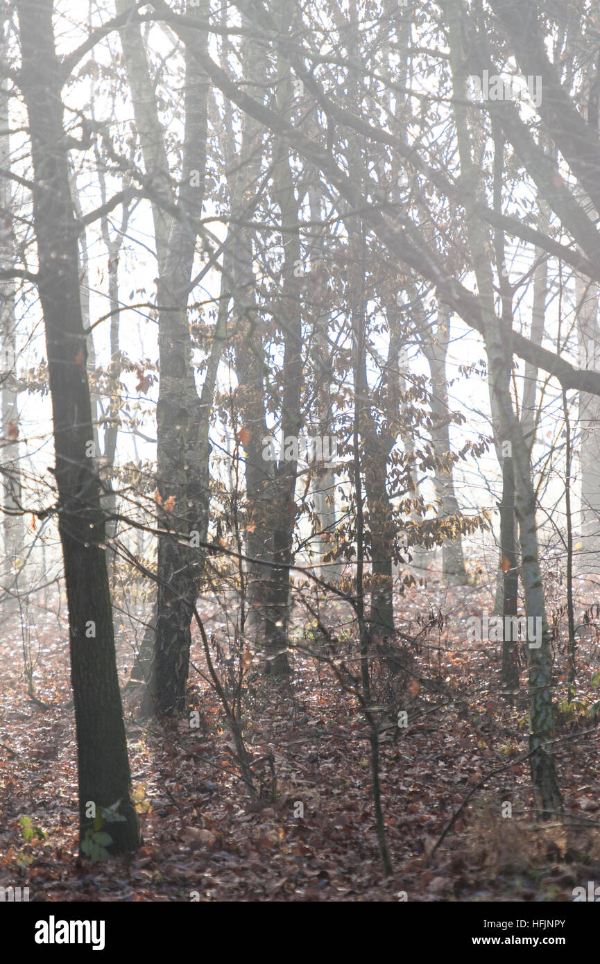 Frosty scenes in a London park Stock Photo - Alamy