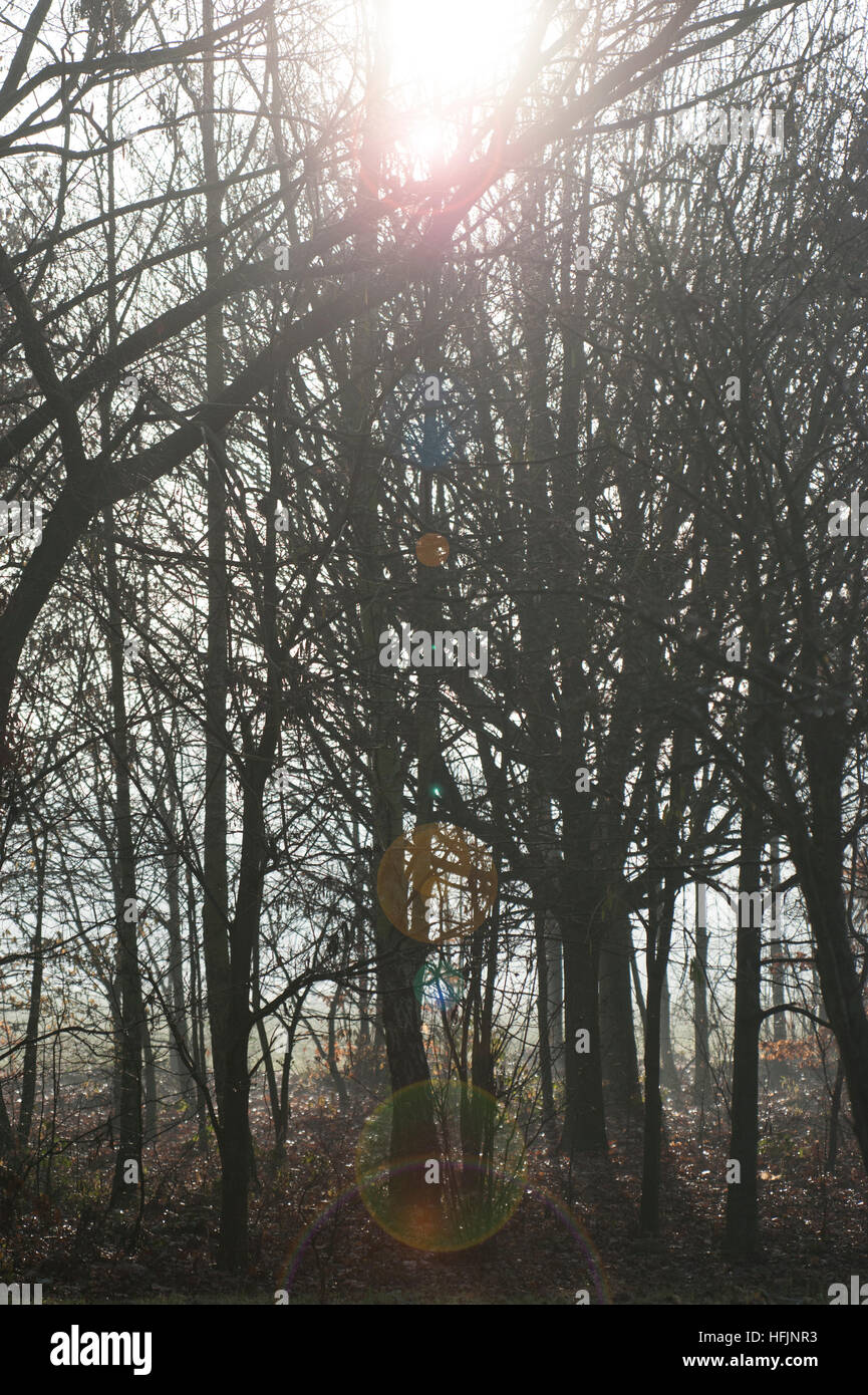 Frosty scenes in a London park Stock Photo - Alamy