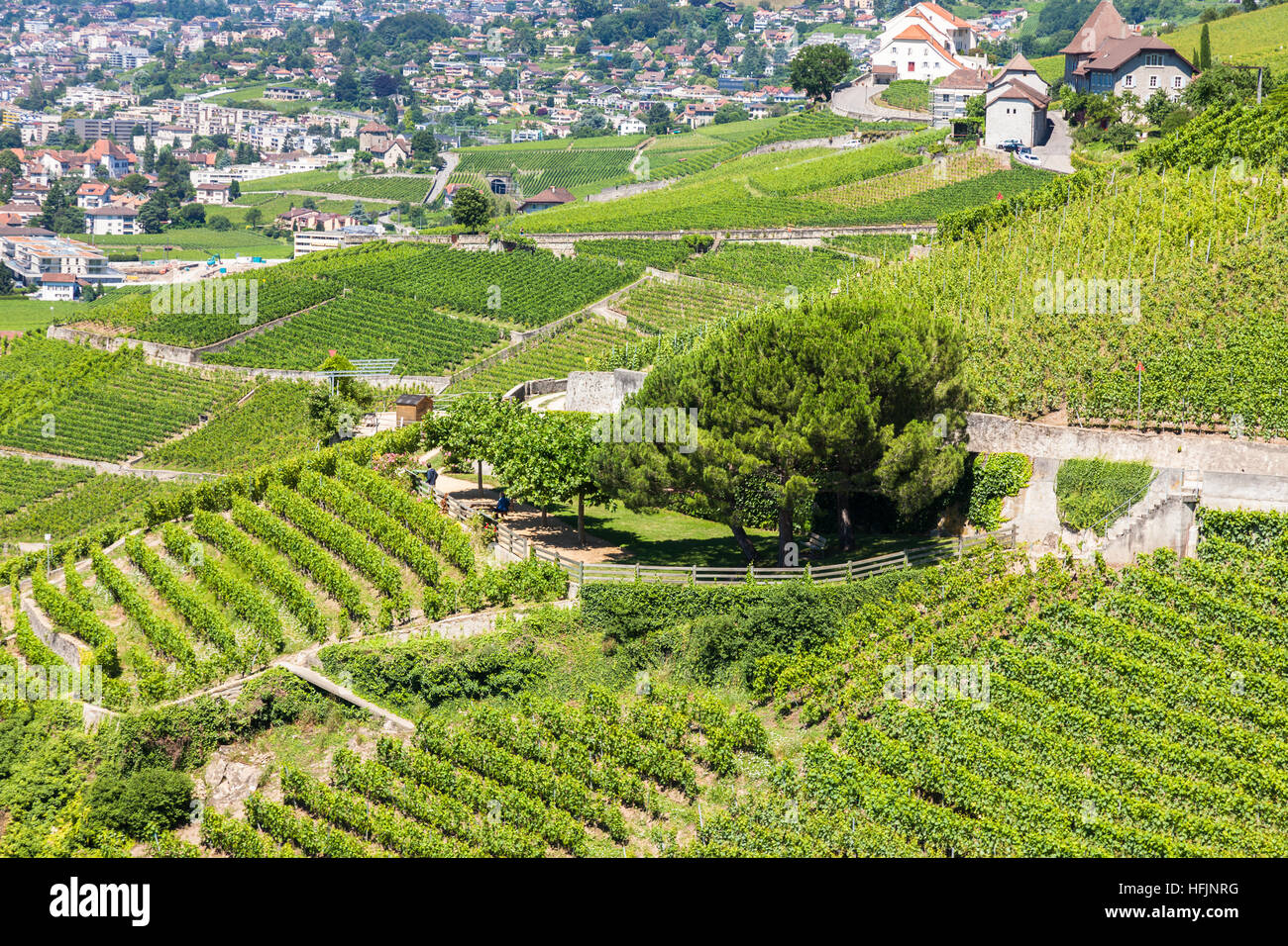 Vineyards in Lavaux region - Terrasses de Lavaux terraces, Switzerland ...