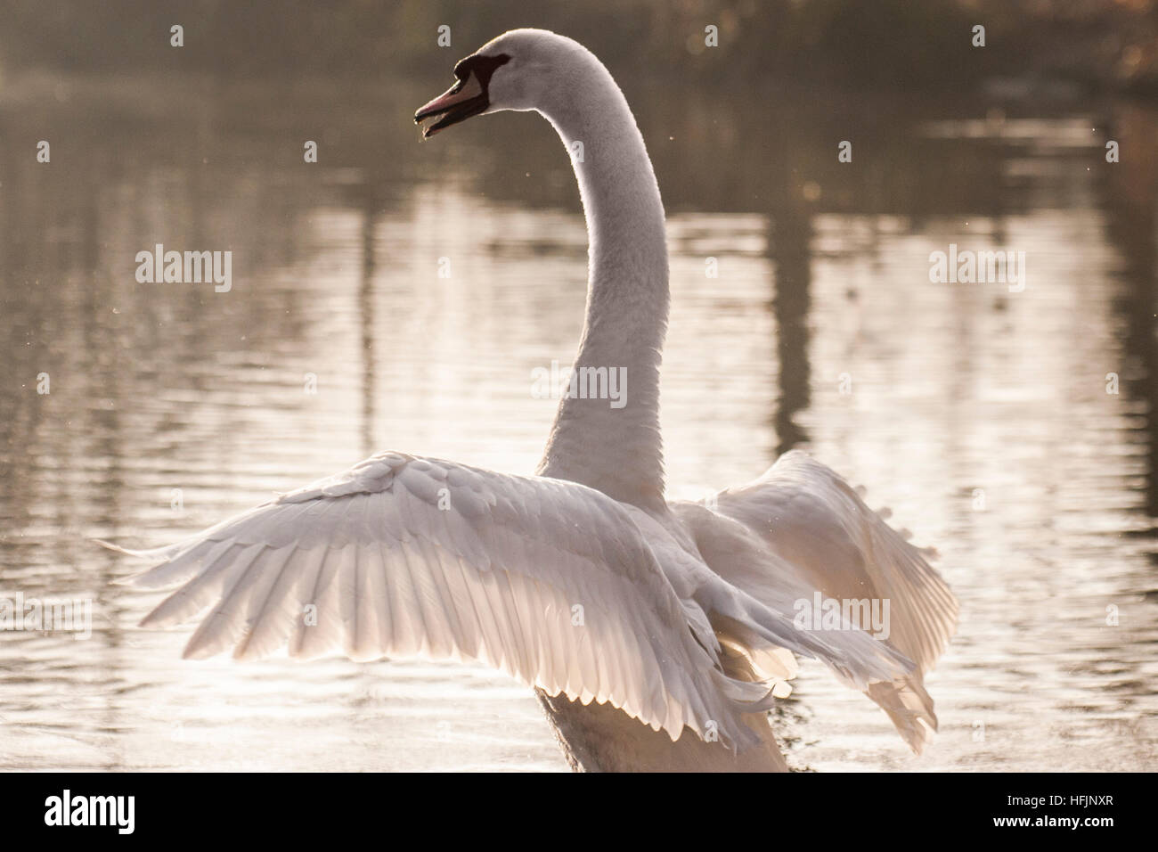 Swan flaps wings hi-res stock photography and images - Alamy