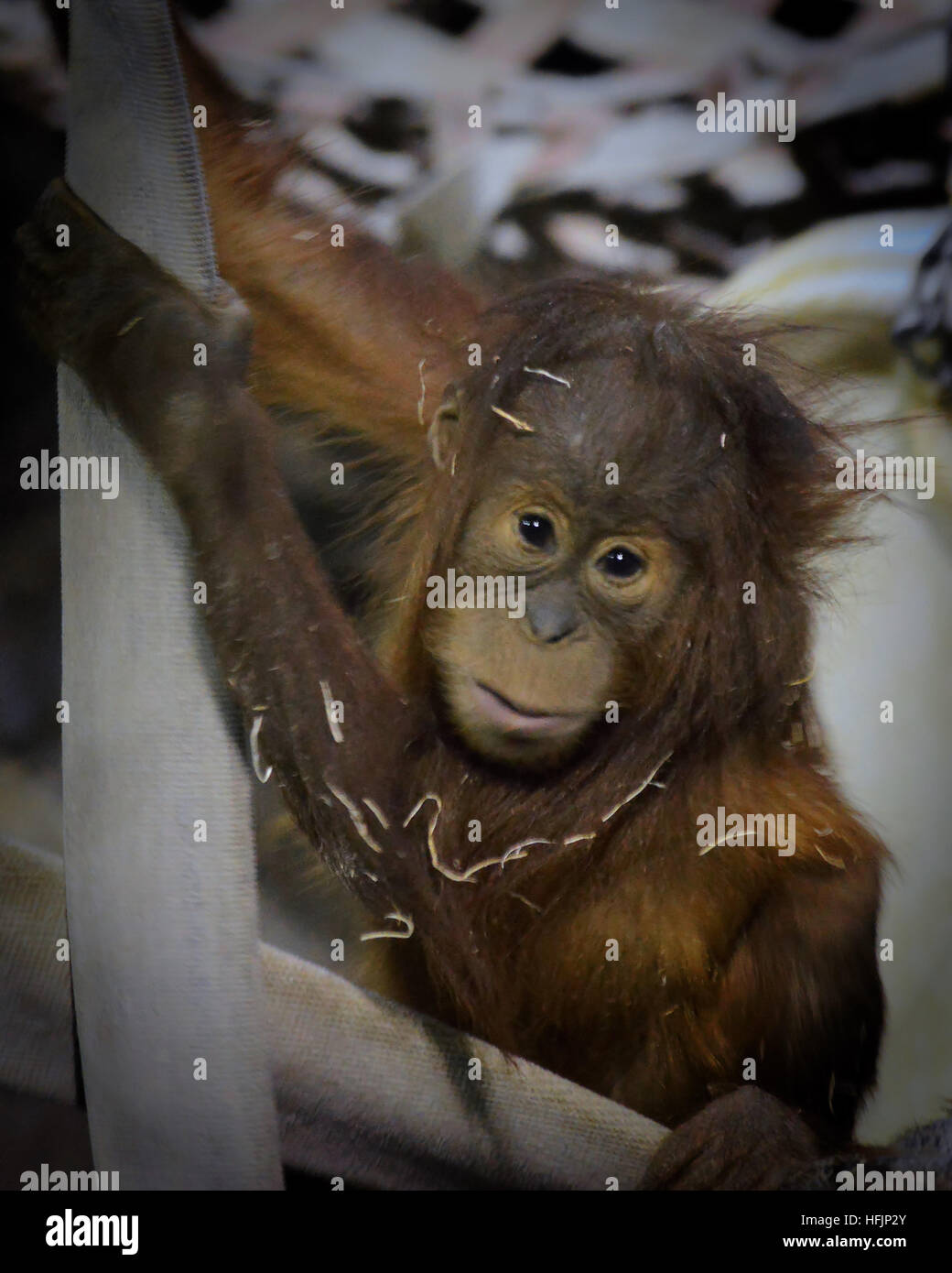 Curious baby orangutan hi-res stock photography and images - Alamy