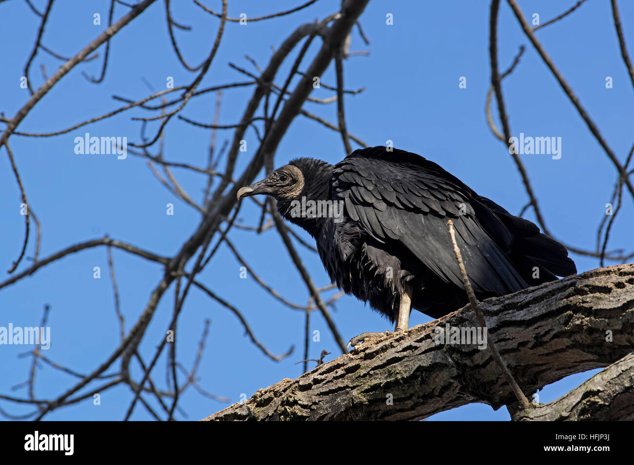 Black vulture perched hi-res stock photography and images - Alamy