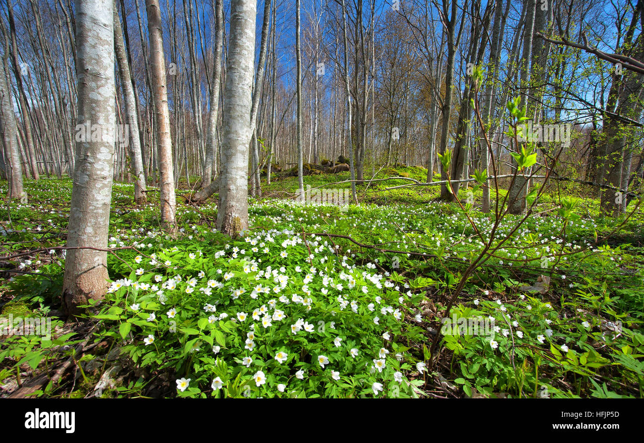 Wood with spring flowers Stock Photo - Alamy