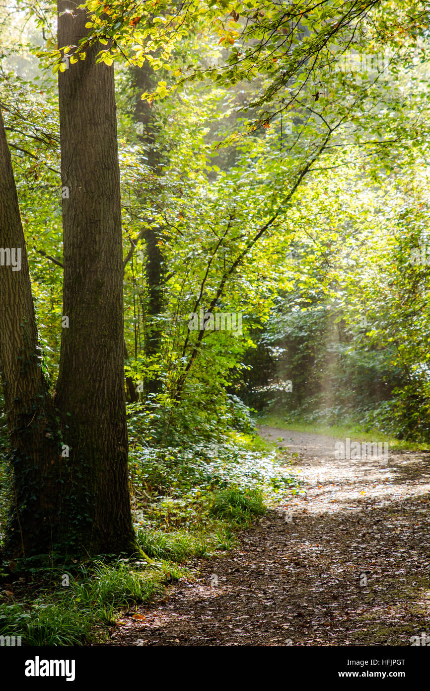 Tree covered pathway hi-res stock photography and images - Alamy