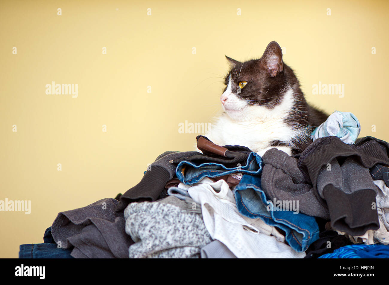 Cat laundry pile hi-res stock photography and images - Alamy