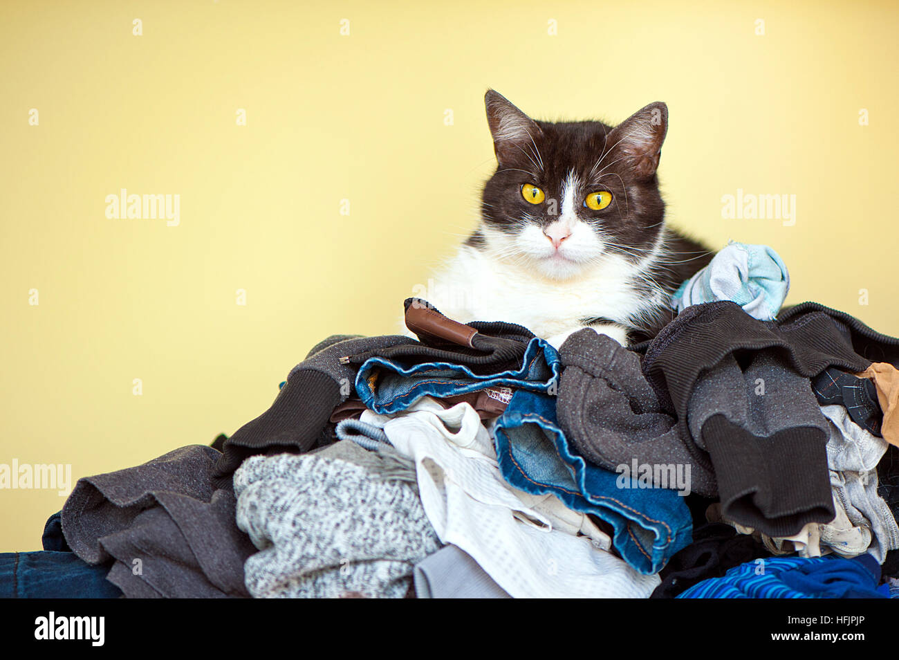 Cat laundry pile hi-res stock photography and images - Alamy