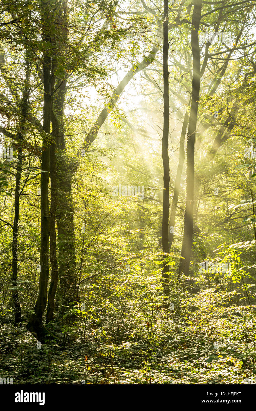 Rays of light penetrate through fog and tree branches in a dense forest ...