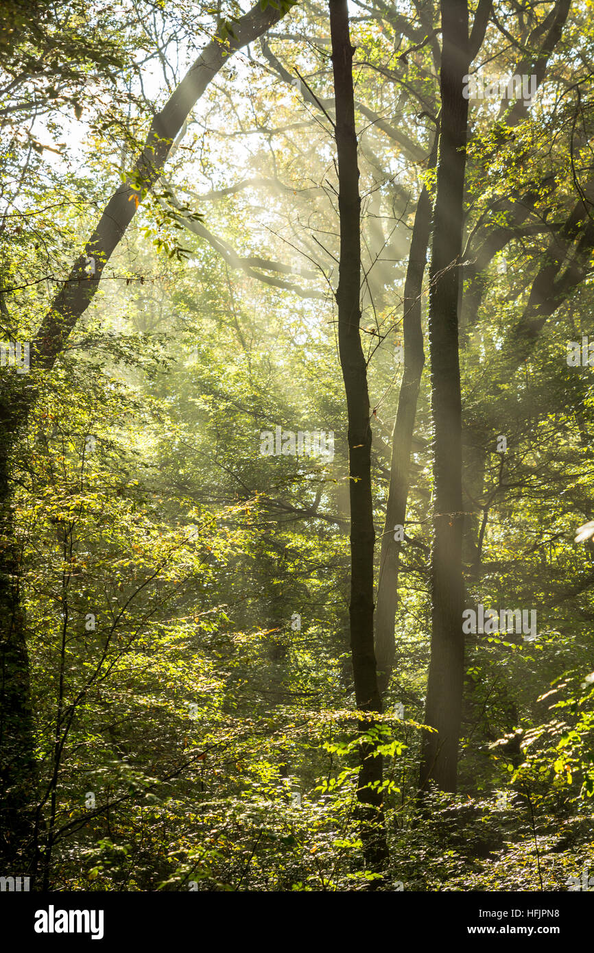 Rays of light penetrate through fog and tree branches in a dense forest ...