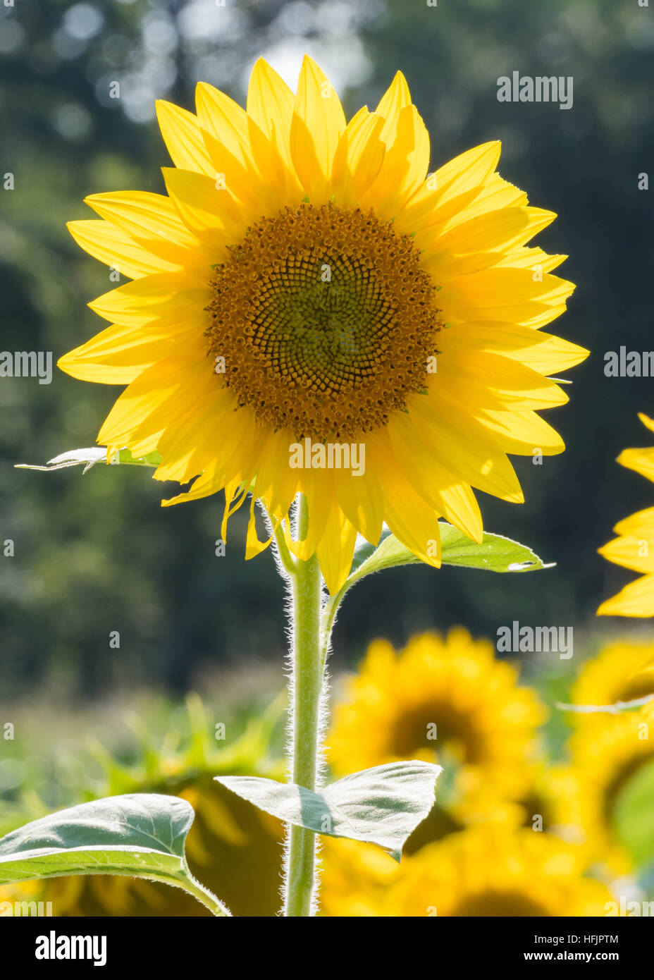 Single Sun Flower Straight On in front of field of sunflowers Stock ...