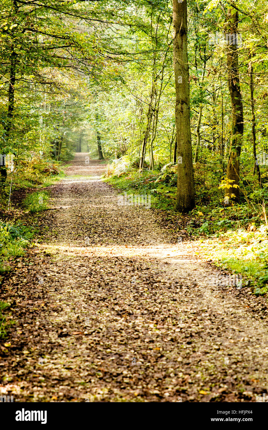 Dense pathway hi-res stock photography and images - Alamy