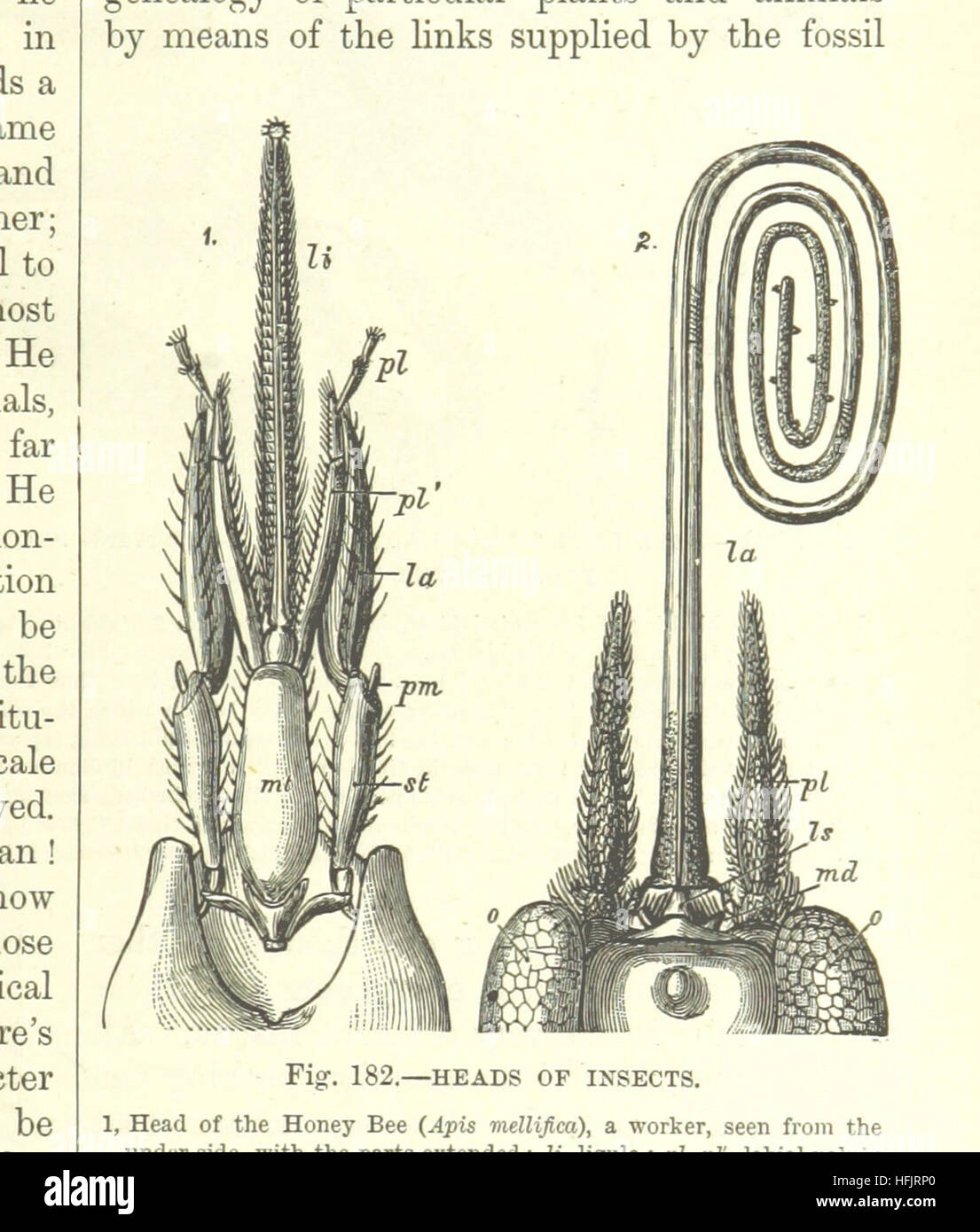 A treatise on physical geography, exploring the Earth's features and ...