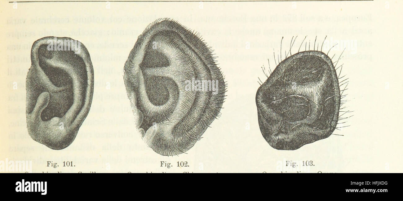 A general anthropology textbook exploring human evolution, featuring ...