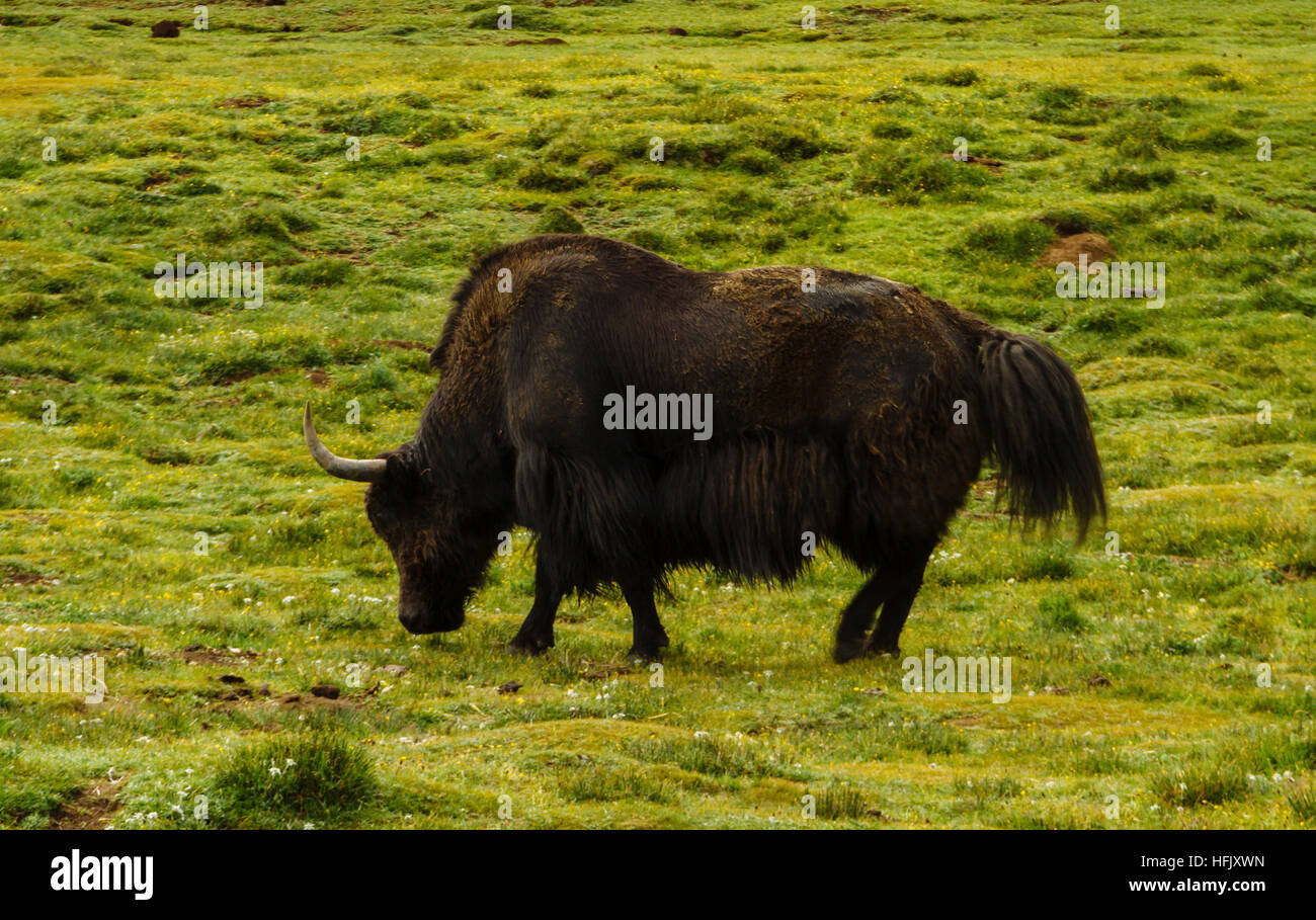 Tibet, China - The view of a yak on the grassland Stock Photo - Alamy