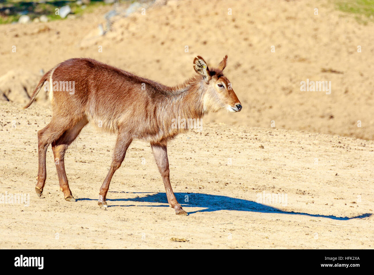 Waterbuck walking hi-res stock photography and images - Alamy