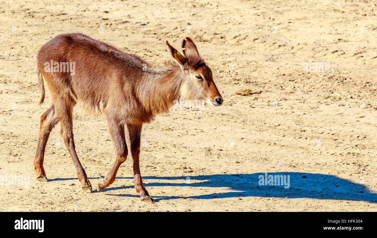 Female Defassa Waterbuck walking on dry land Stock Photo - Alamy